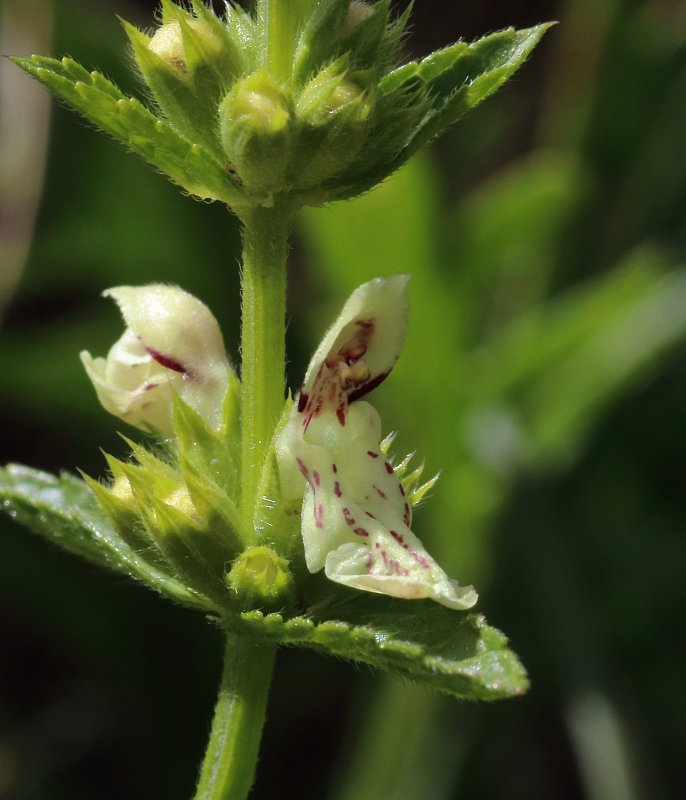 Stachys recta ss (Yellow Woundwort) - The Alpine Flora of Zermatt ...