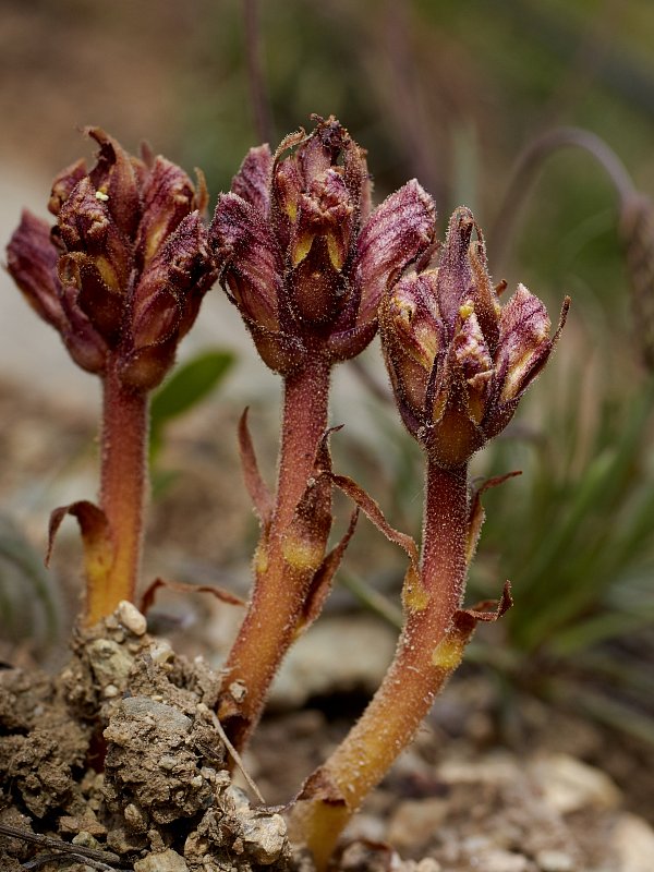 Orobanche spp - The Alpine Flora of Zermatt, Switzerland